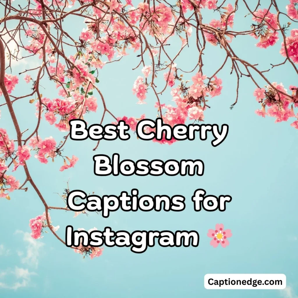 260+ Cherry Blossom Captions: Elegant and Aesthetic Quotes