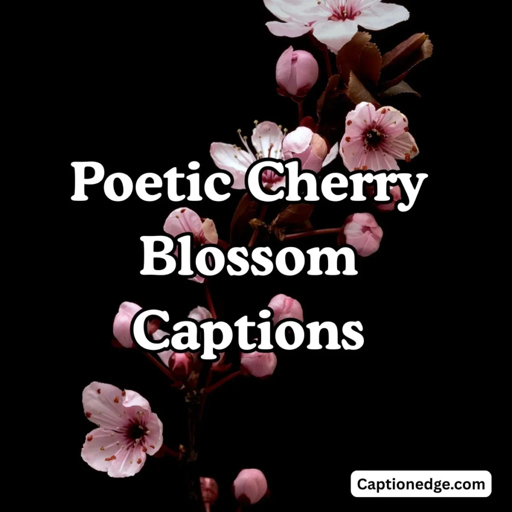 260+ Cherry Blossom Captions: Elegant and Aesthetic Quotes